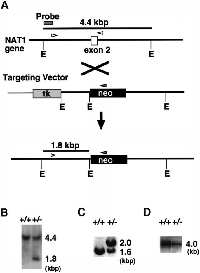Essential role of NAT1/p97/DAP5 in embryonic differentiation and the ...