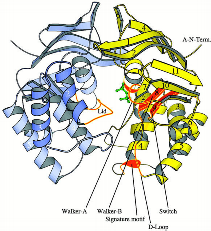 Crystal structure of MalK, the ATPase subunit of the trehalose/maltose ...