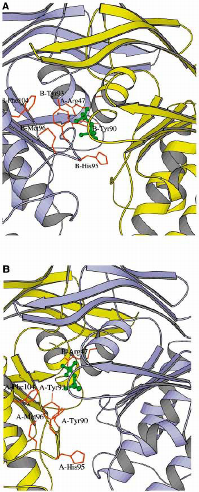 Crystal structure of MalK, the ATPase subunit of the trehalose/maltose ...