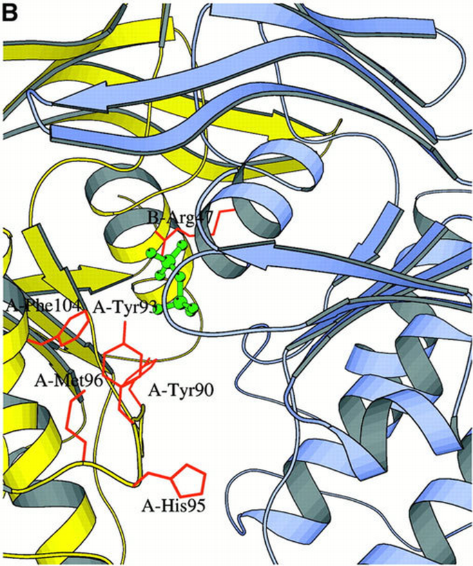 Crystal structure of MalK, the ATPase subunit of the trehalose/maltose ...