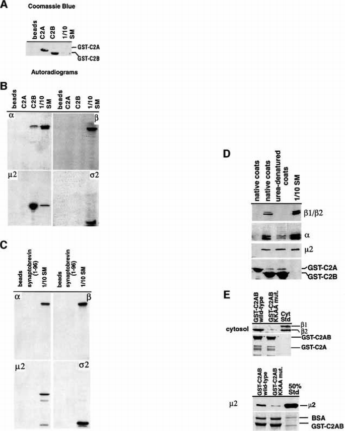 Dual interaction of synaptotagmin with μ2‐ and α‐adaptin facilitates ...