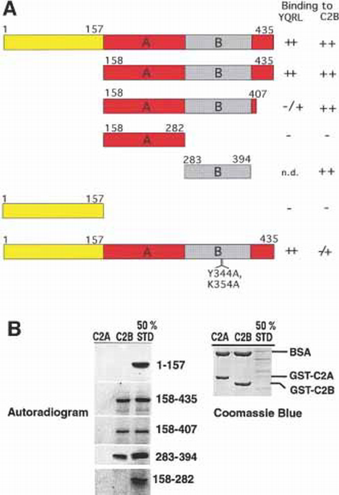 Dual interaction of synaptotagmin with μ2‐ and α‐adaptin facilitates ...
