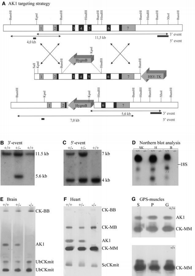 Adenylate kinase 1 gene deletion disrupts muscle energetic economy ...