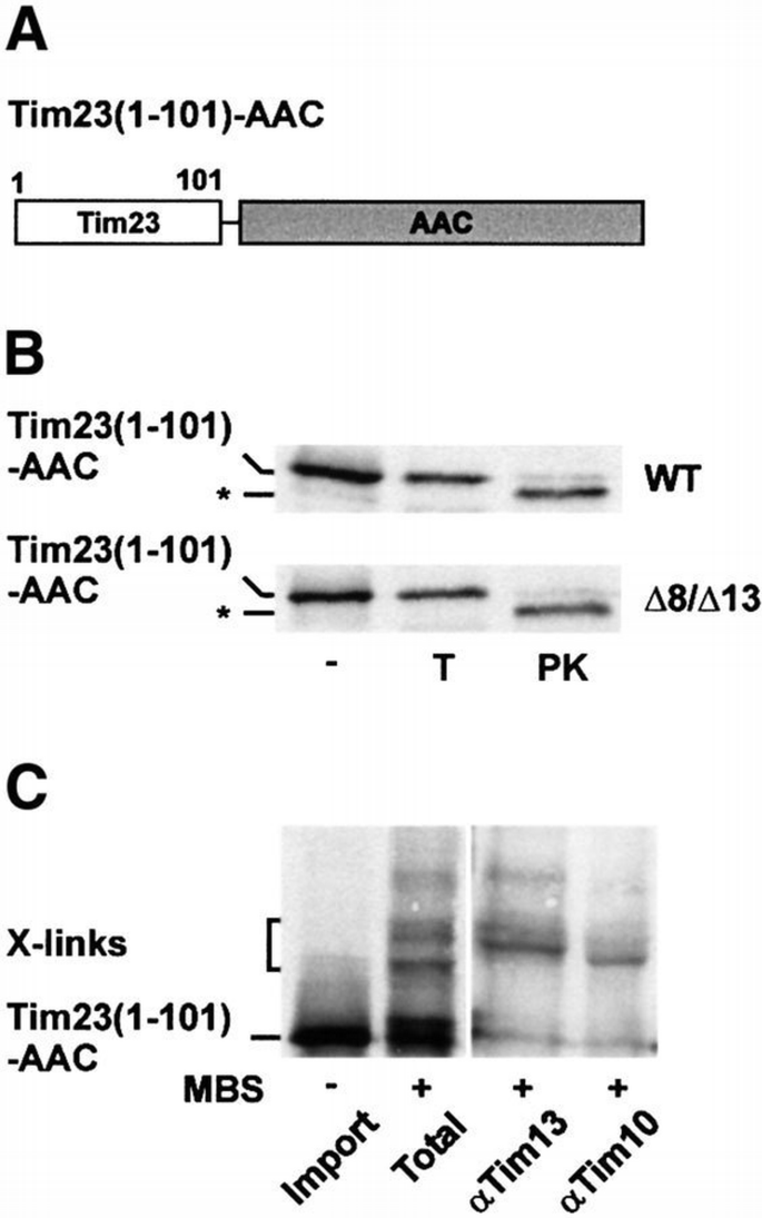 The role of the TIM8–13 complex in the import of Tim23 into ...