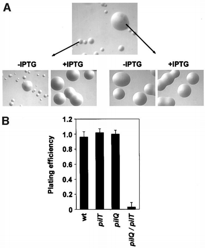 Components and dynamics of fiber formation define a ubiquitous ...