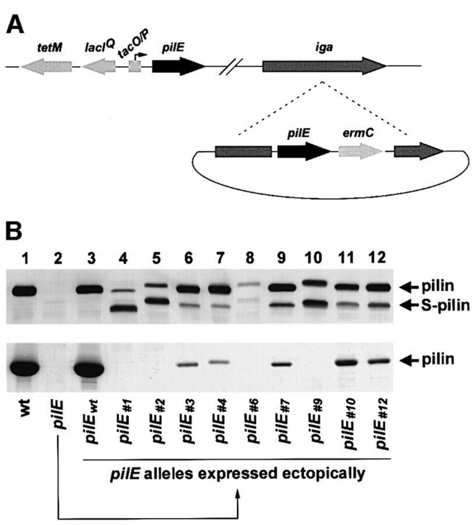 Components and dynamics of fiber formation define a ubiquitous ...