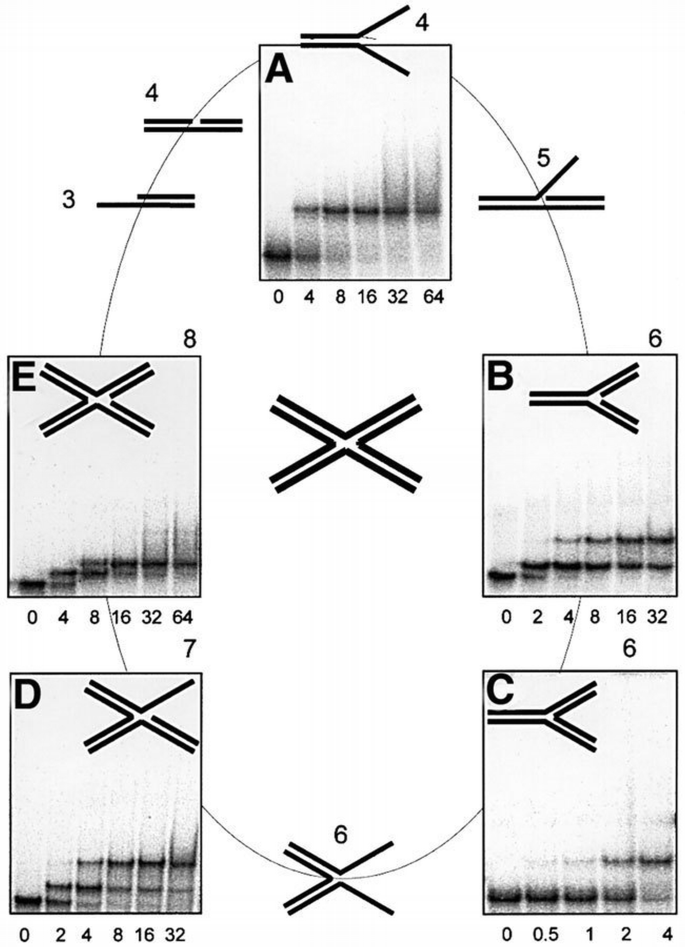 The histone‐like protein HU binds specifically to DNA recombination and ...