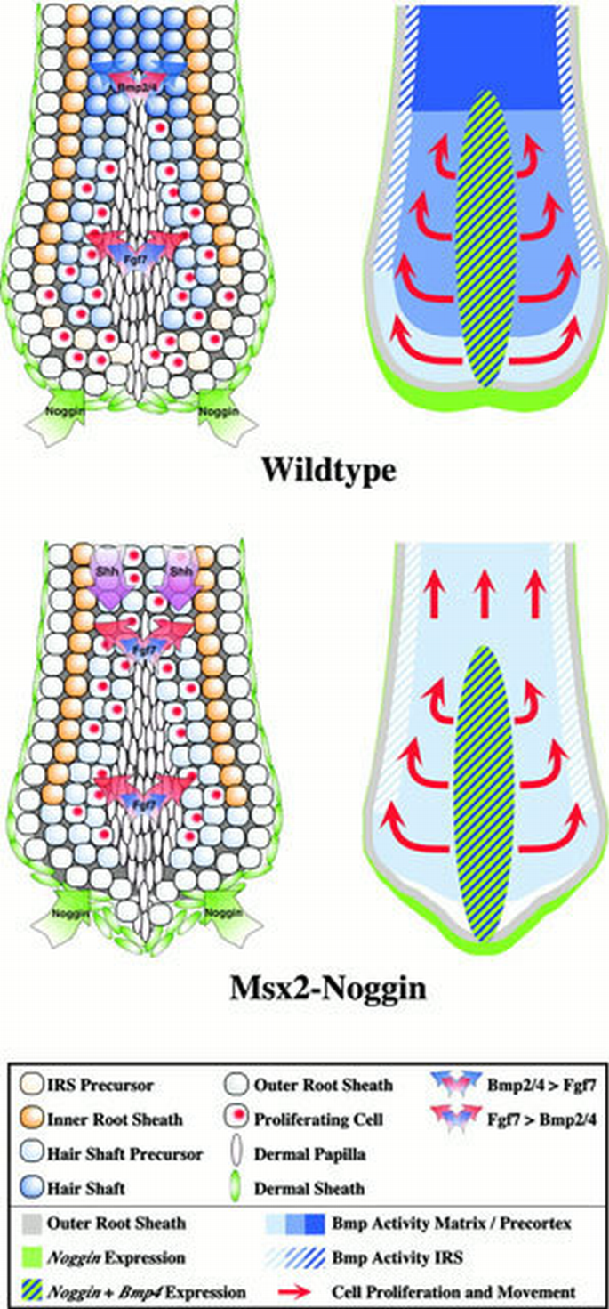 Inhibition of Bmp signaling affects growth and differentiation in the ...
