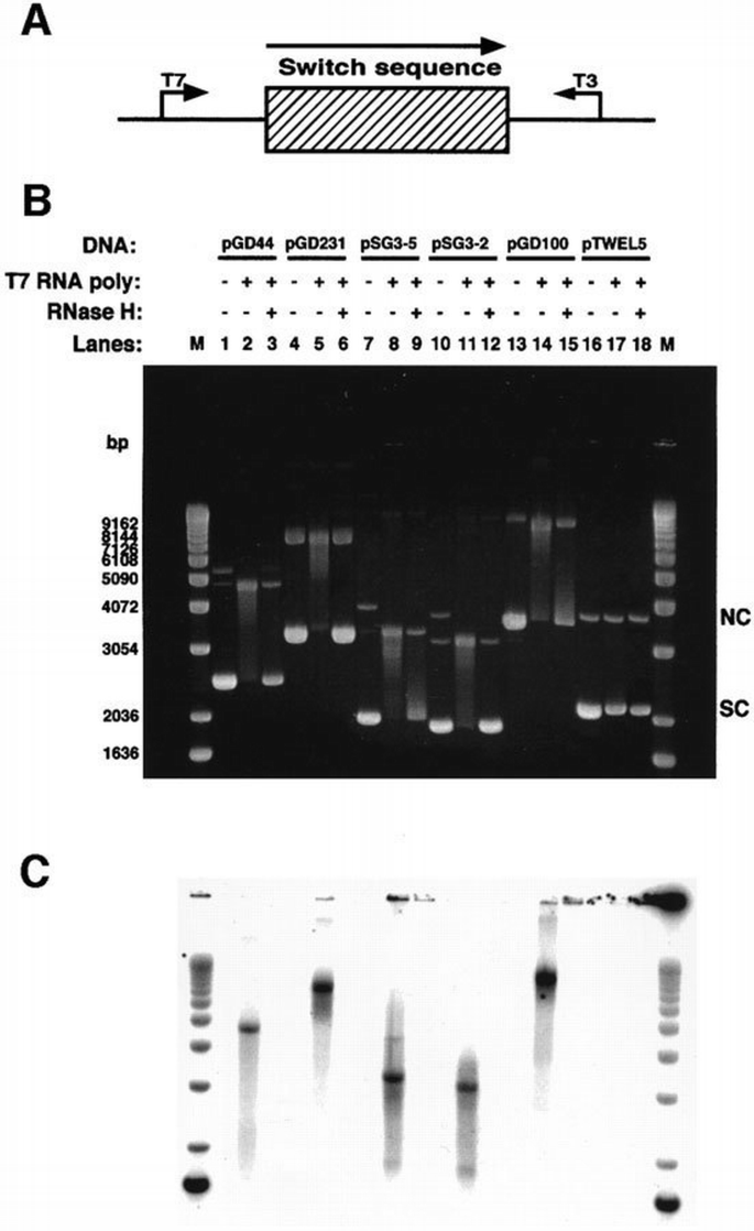 Transcription‐dependent R‐loop formation at mammalian class switch ...