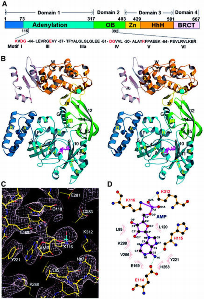 Crystal structure of NAD+‐dependent DNA ligase: modular architecture ...