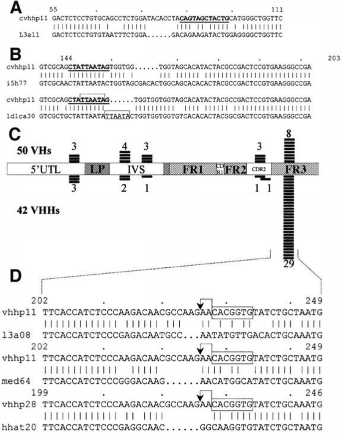 Camel heavy‐chain antibodies: diverse germline VHH and specific ...