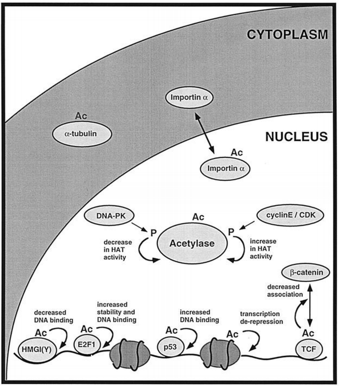 Acetylation: a regulatory modification to rival phosphorylation? | The ...