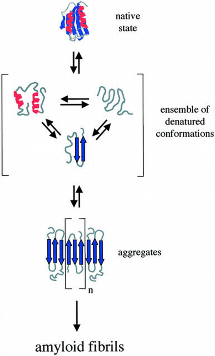 Mutational analysis of the propensity for amyloid formation by a ...