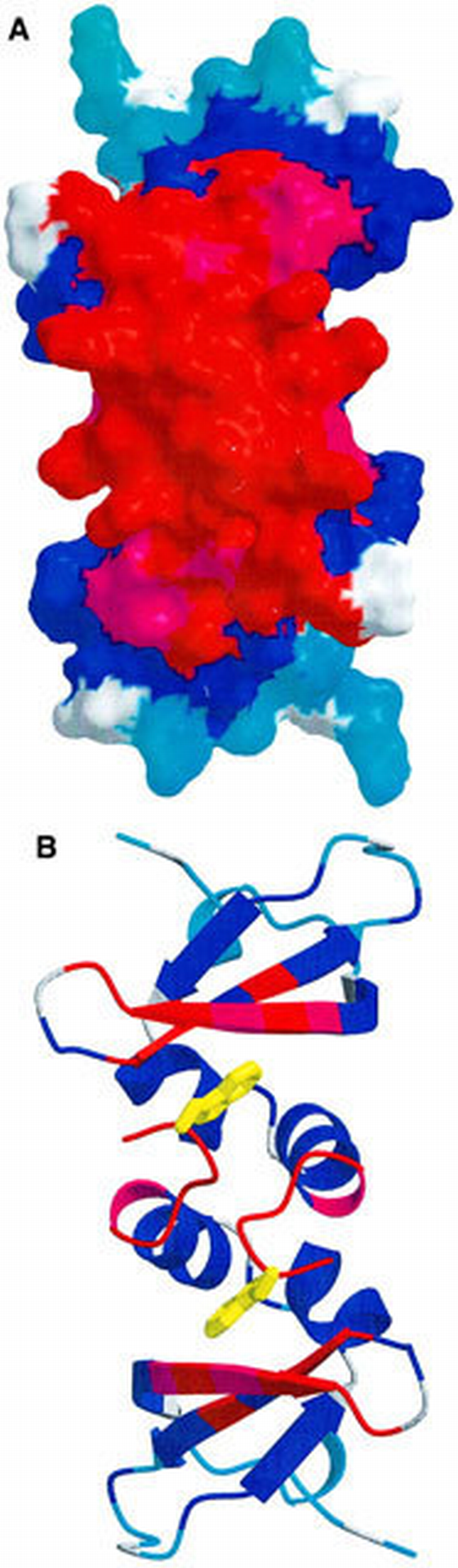 The structure of mouse HP1 suggests a unique mode of single peptide ...