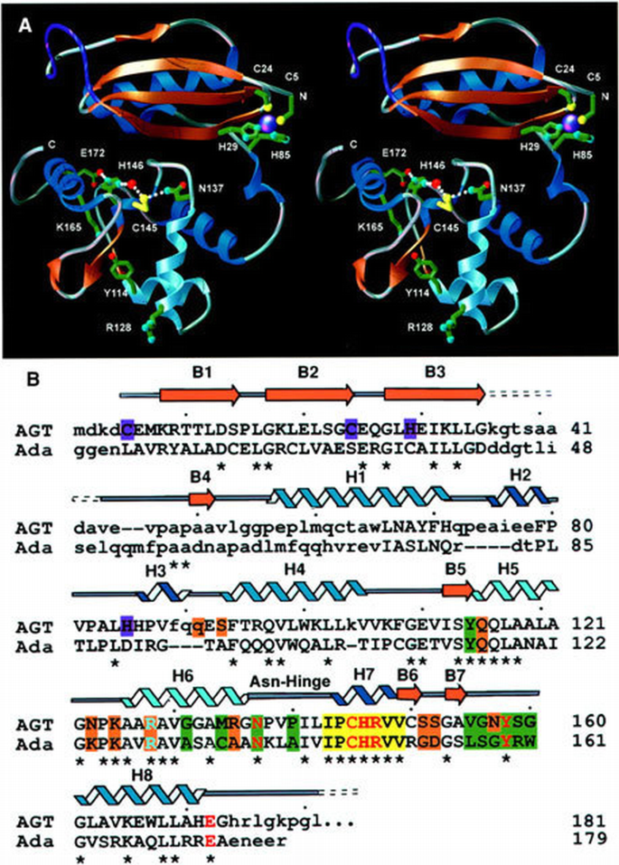 Active and alkylated human AGT structures: a novel zinc site, inhibitor ...