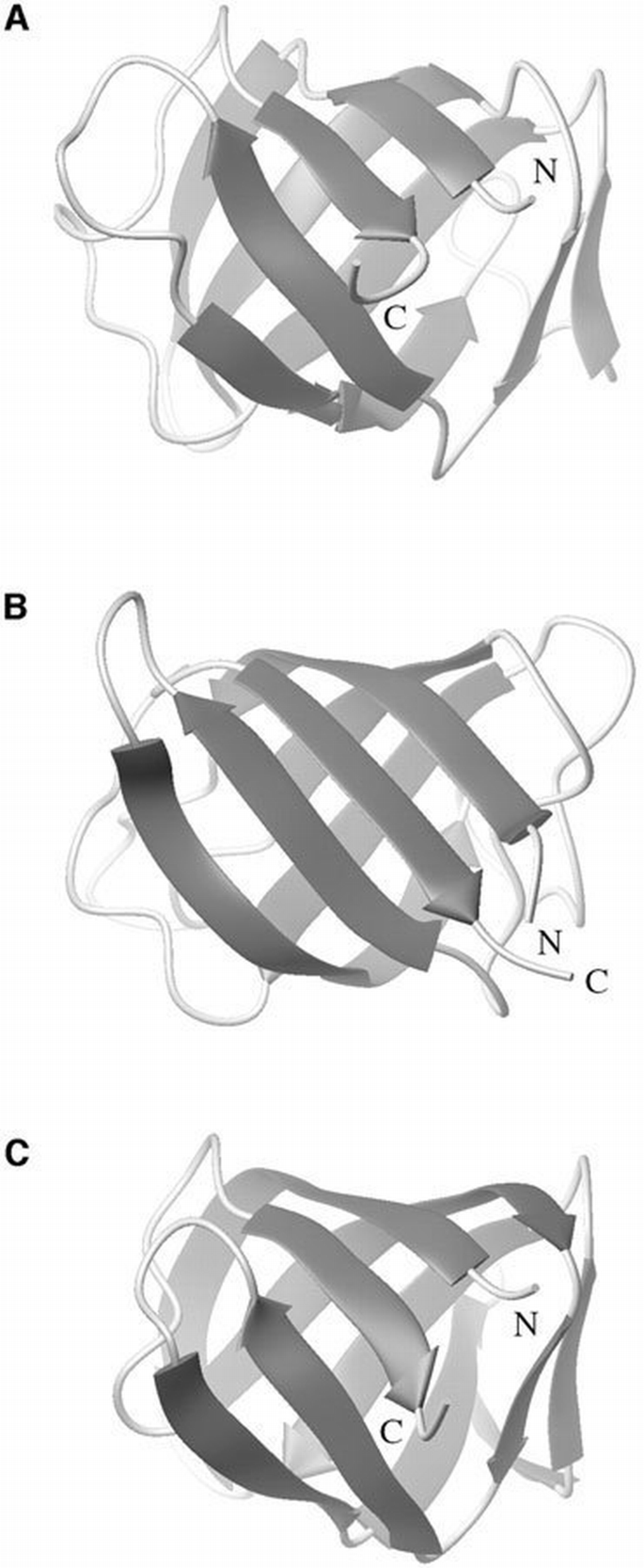 Structure of the fMet‐tRNAfMet‐binding domain of B.stearothermophilus ...