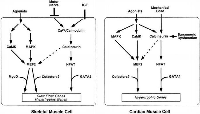 Molecular genetics of muscle development andneuromuscular diseases ...