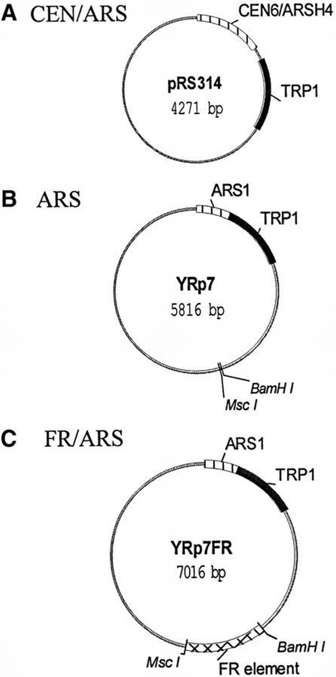 Reconstitution of Epstein–Barr virus‐based plasmid partitioning in ...