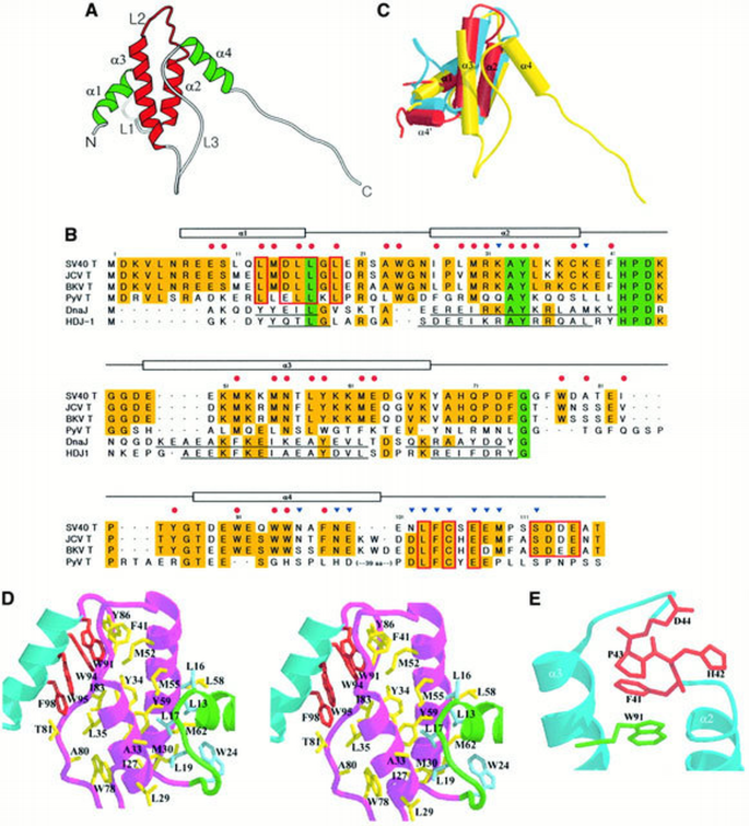 Structural basis for the inactivation of retinoblastoma tumor ...