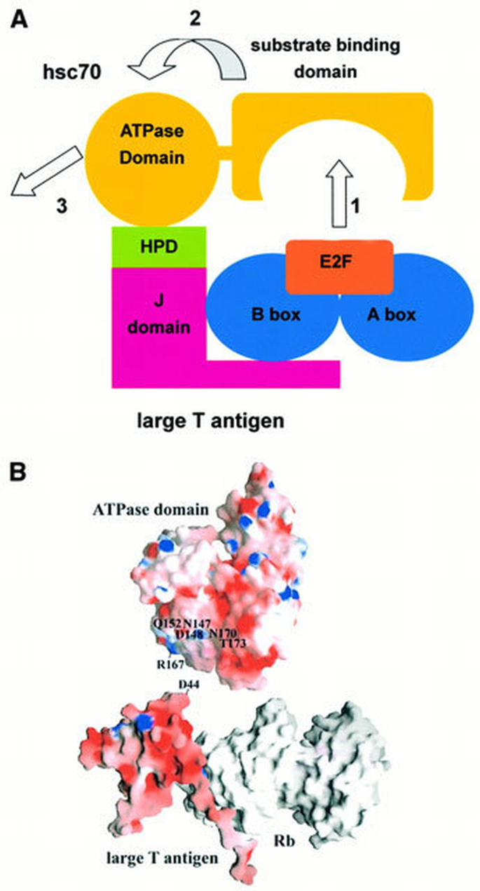 Structural basis for the inactivation of retinoblastoma tumor ...