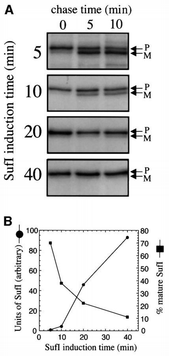 Functional reconstitution of bacterial Tat translocation in vitro | The ...
