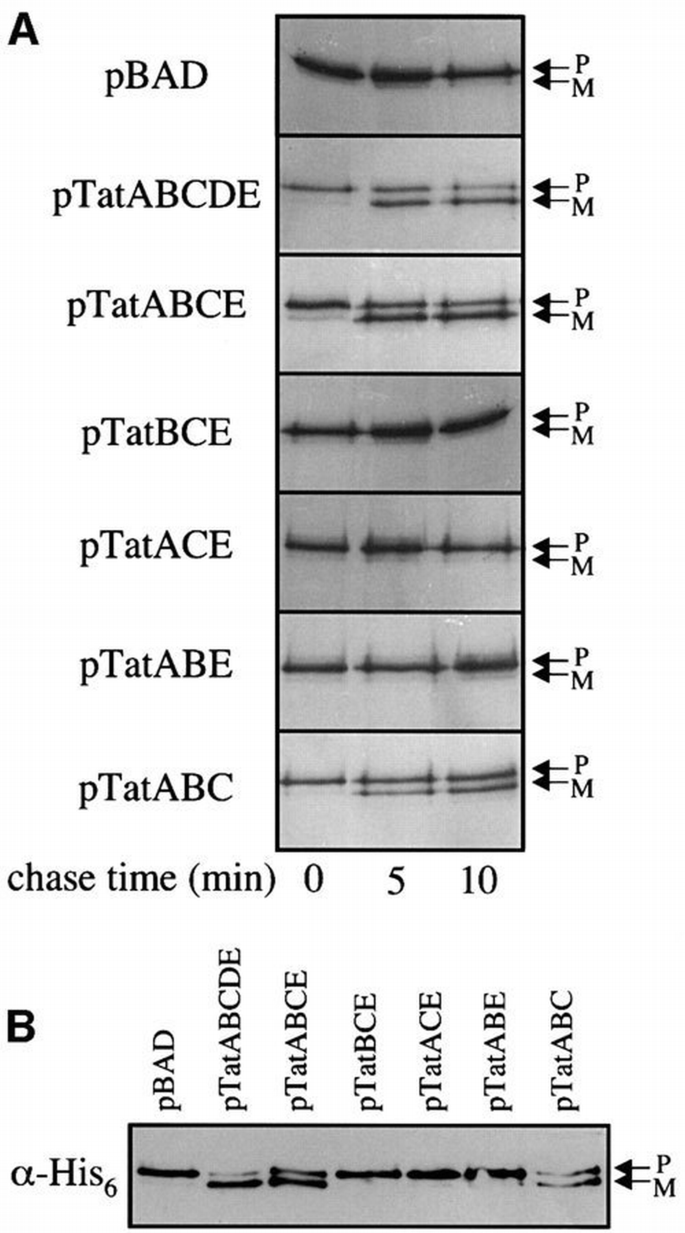 Functional reconstitution of bacterial Tat translocation in vitro | The ...