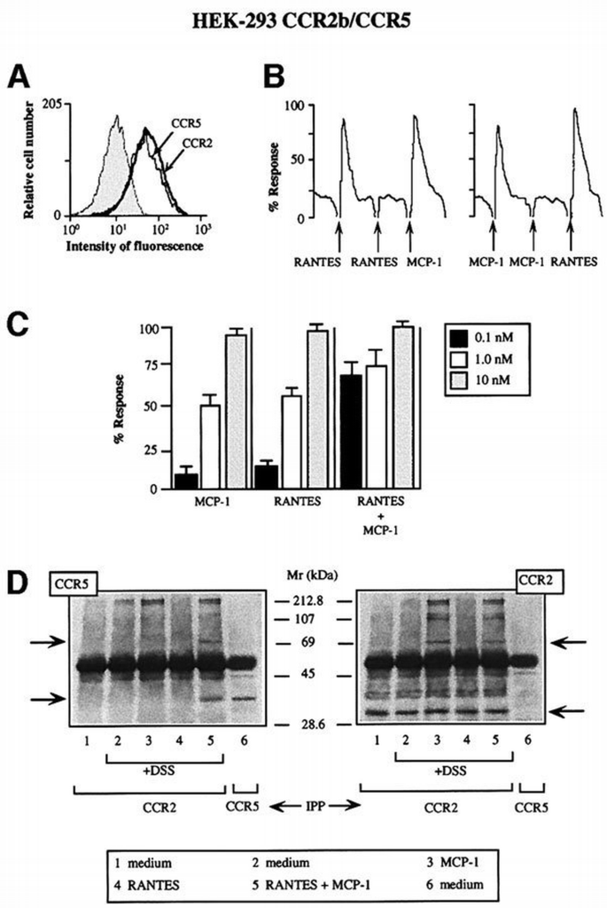 Chemokine receptor homo‐ or heterodimerization activates distinct ...