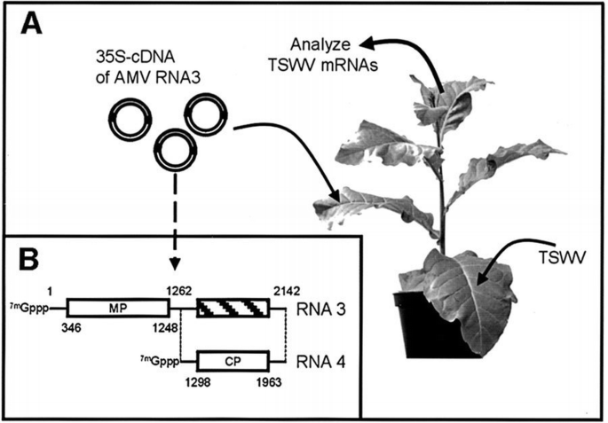 In vivo analysis of the TSWV cap‐snatching mechanism: single base ...