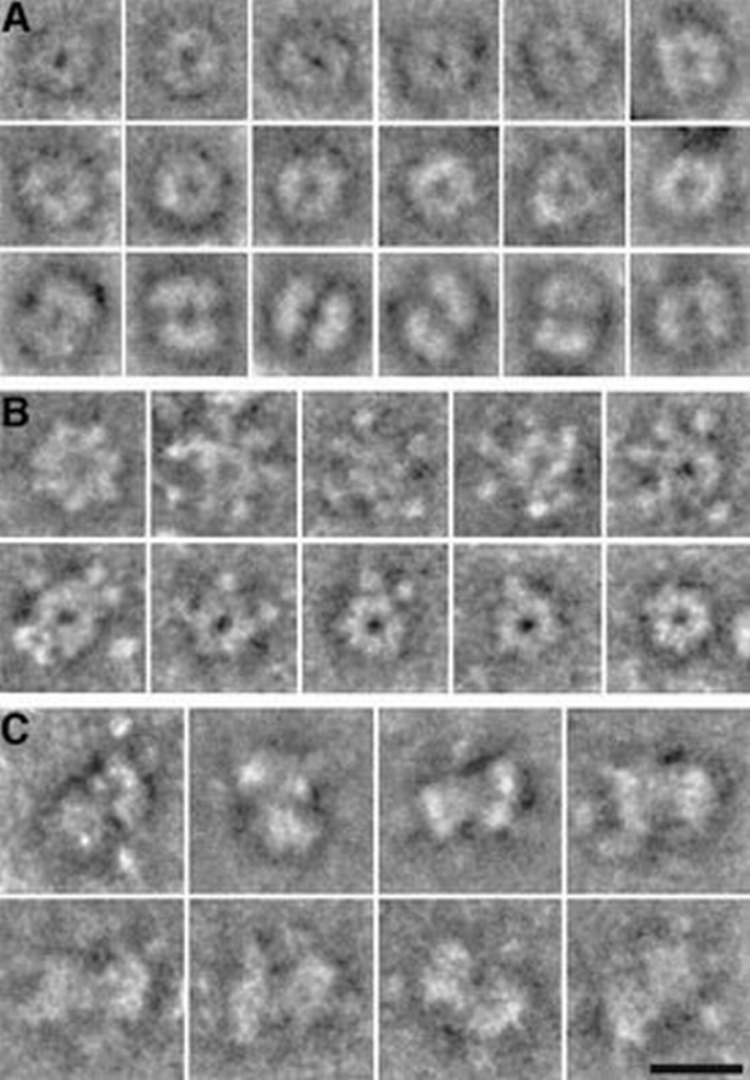 The McrBC restriction endonuclease assembles into a ring structure in ...