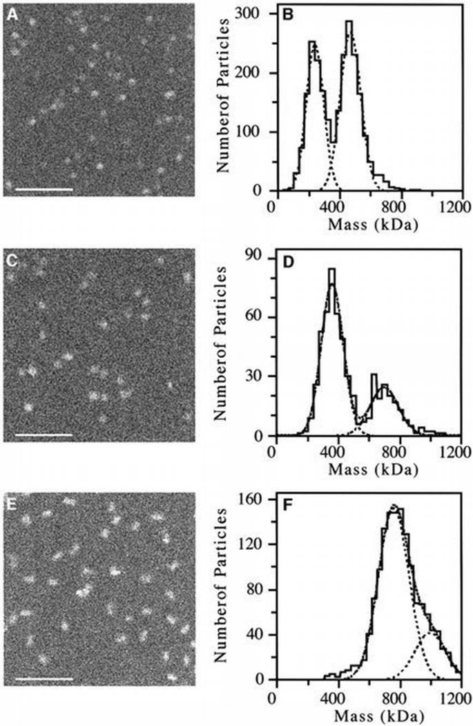 The McrBC restriction endonuclease assembles into a ring structure in ...