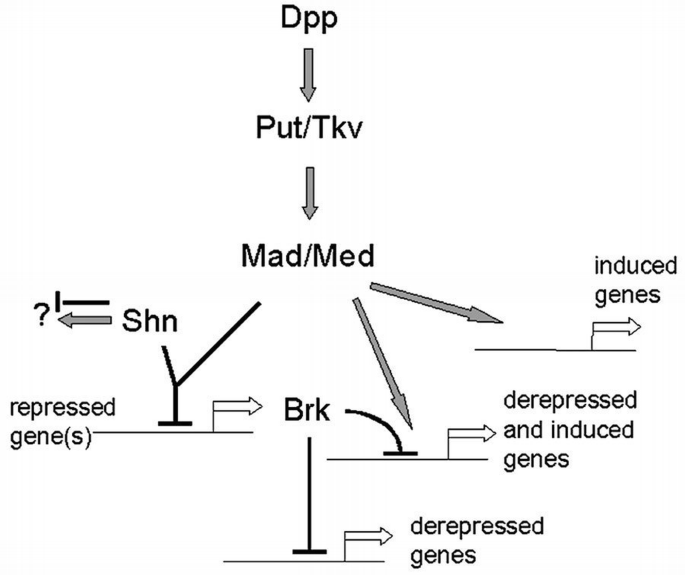 Nuclear interpretation of Dpp signaling in Drosophila | The EMBO ...