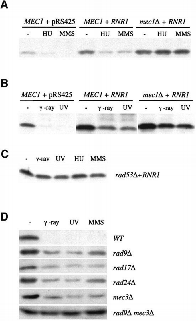 The ribonucleotide reductase inhibitor Sml1 is a new target of the Mec1 ...