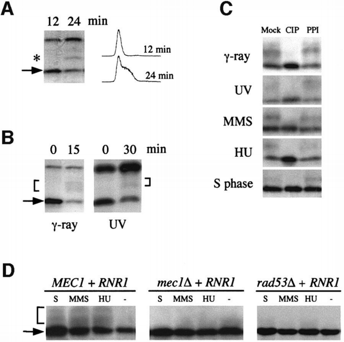 The ribonucleotide reductase inhibitor Sml1 is a new target of the Mec1 ...