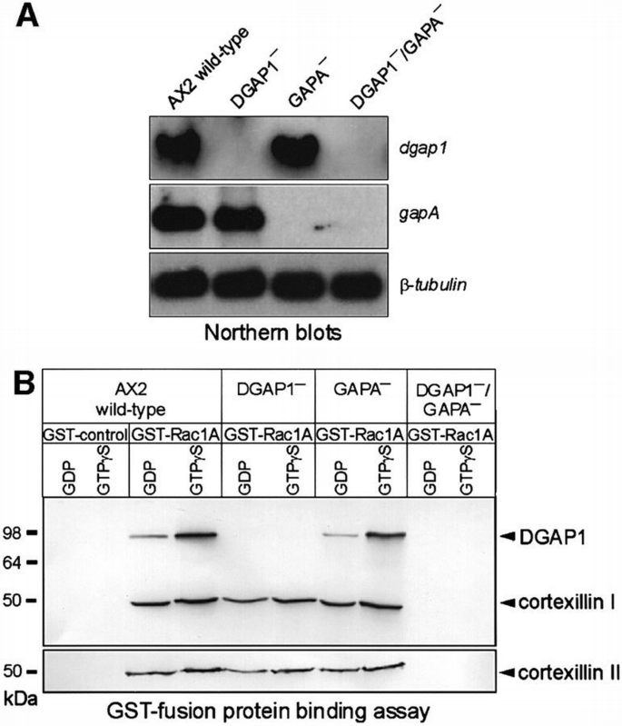 Recruitment of cortexillin into the cleavage furrow is controlled by ...