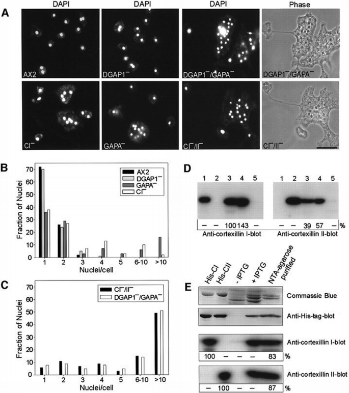 Recruitment of cortexillin into the cleavage furrow is controlled by ...