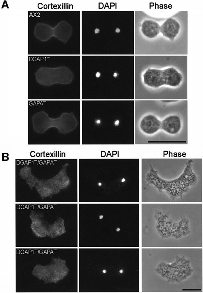 Recruitment of cortexillin into the cleavage furrow is controlled by ...