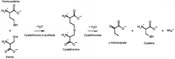 Structure of human cystathionine β‐synthase: a unique pyridoxal 5 ...