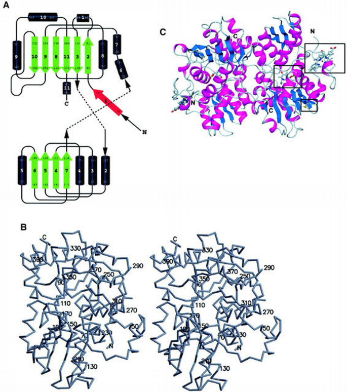 Structure of human cystathionine β‐synthase: a unique pyridoxal 5 ...