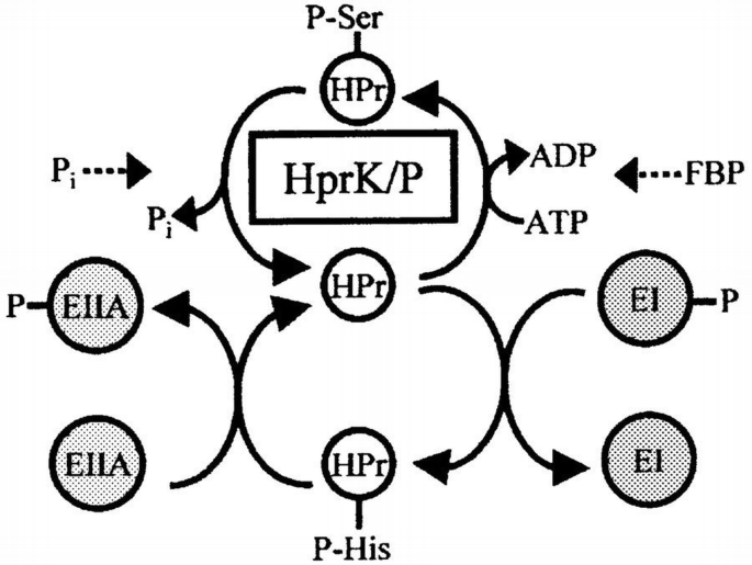 Mutations lowering the phosphatase activity of HPr kinase/phosphatase ...
