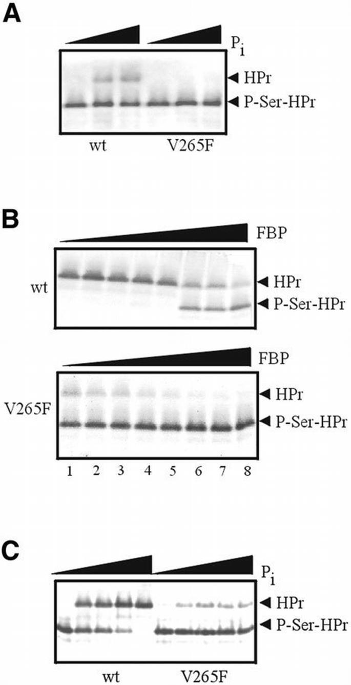 Mutations lowering the phosphatase activity of HPr kinase/phosphatase ...