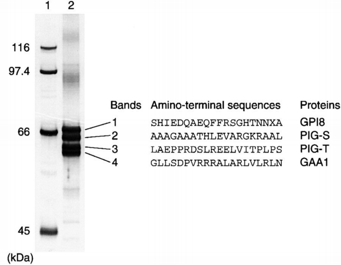 PIG‐S and PIG‐T, essential for GPI anchor attachment to proteins, form ...