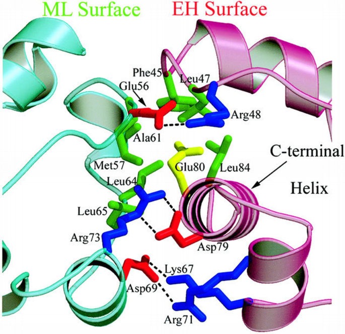 Polymerization of the SAM domain of TEL in leukemogenesis and ...