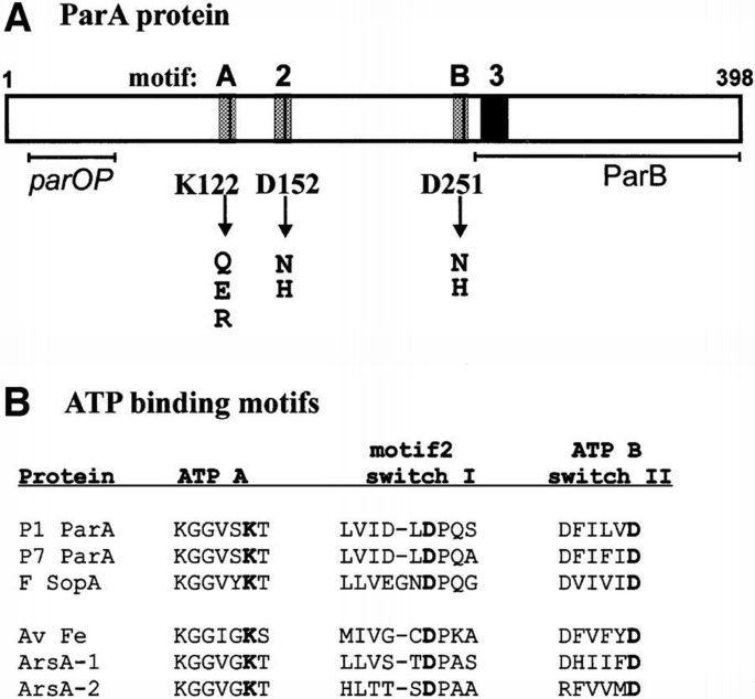 Probing the ATP‐binding site of P1 ParA: partition and repression have ...