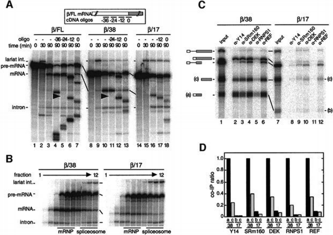 The exon–exon junction complex provides a binding platform for factors ...