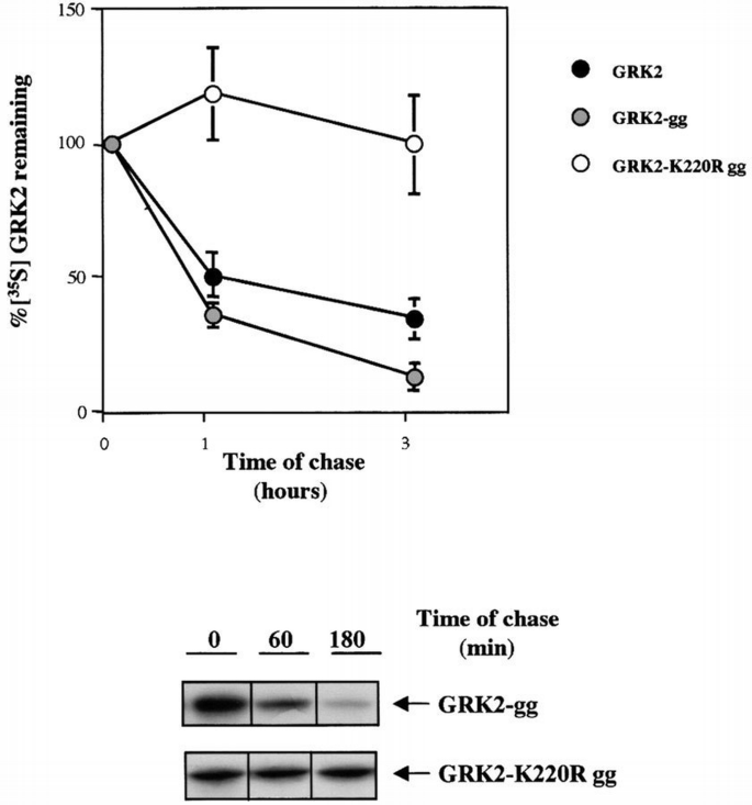 β‐arrestin‐ and c‐Src‐dependent degradation of G‐protein‐coupled ...