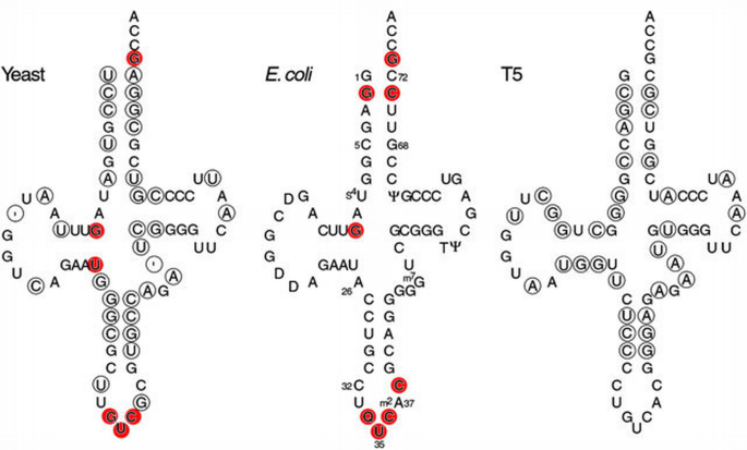 The structure of an AspRS—tRNAAsp complex reveals a tRNA‐dependent ...