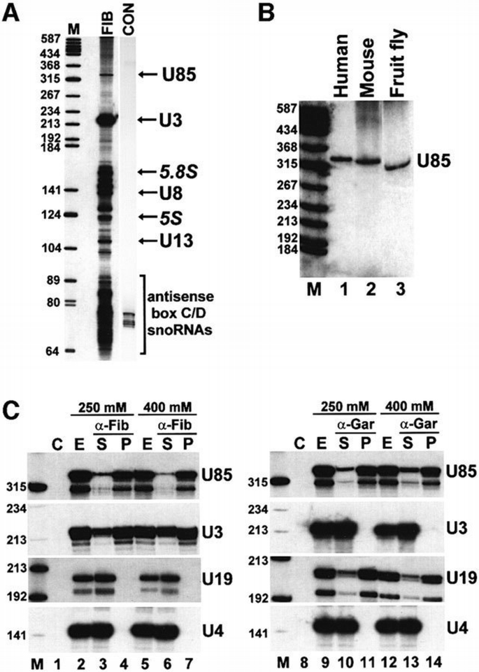 A small nucleolar guide RNA functions both in 2′‐O‐ribose methylation ...
