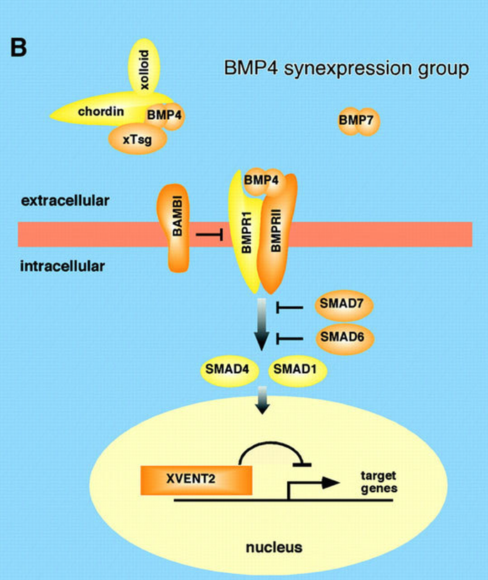 The Spemann organizer and embryonic head induction | The EMBO Journal