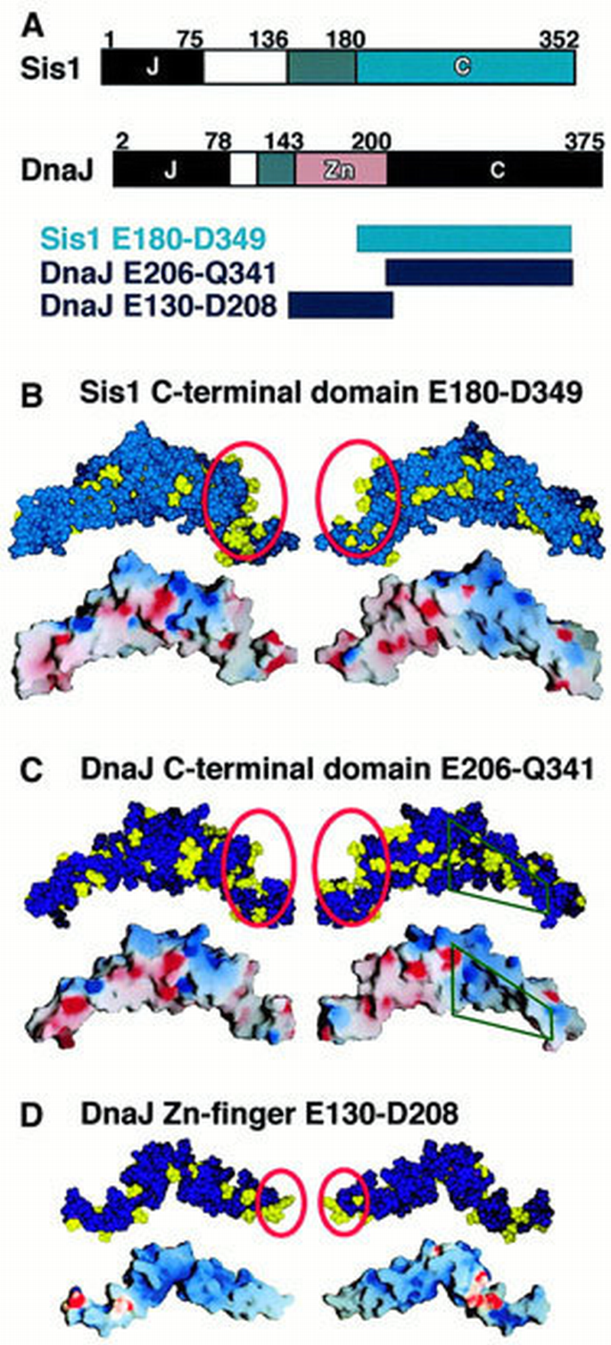 Its substrate specificity characterizes the DnaJ co‐chaperone as a ...