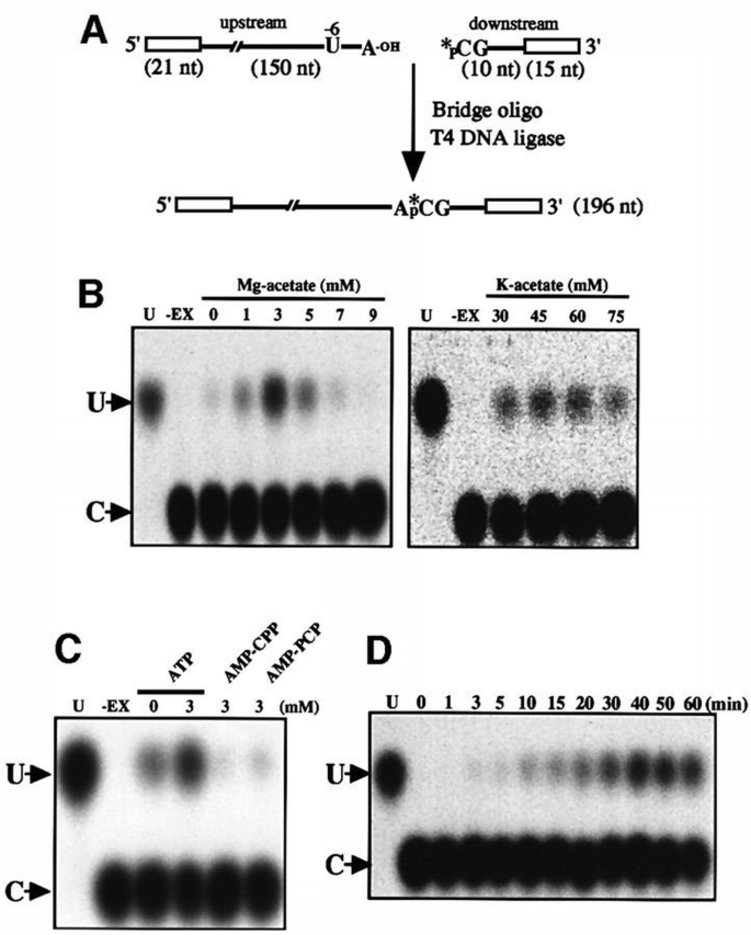 Involvement of a site‐specific trans‐acting factor and a common RNA ...